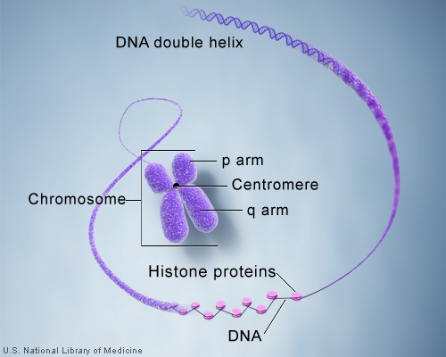 Chromosome Structure, Staining, and Naming – Lablogatory