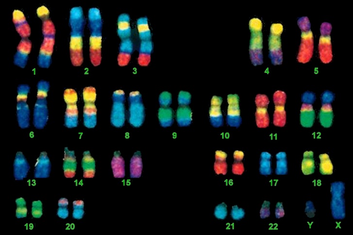 Chromosome Structure, Staining, and Naming – Lablogatory