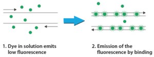 Probe Structure for the Molecular Laboratory Professional – Lablogatory