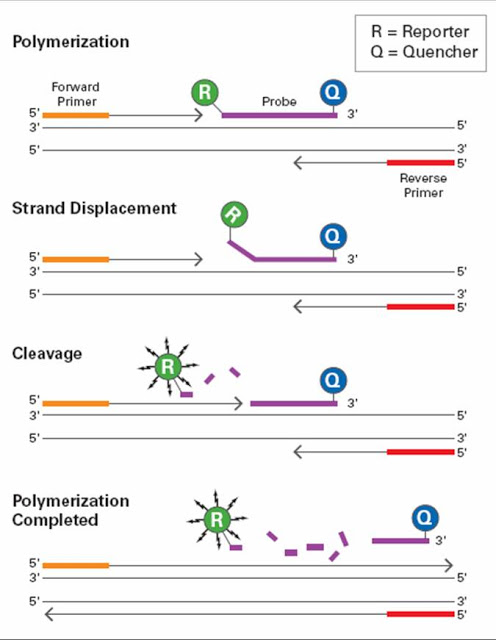 Probe Structure for the Molecular Laboratory Professional – Lablogatory