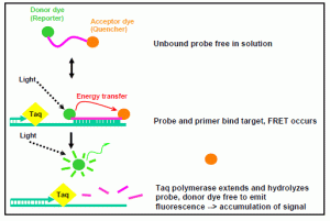 Probe Structure for the Molecular Laboratory Professional – Lablogatory