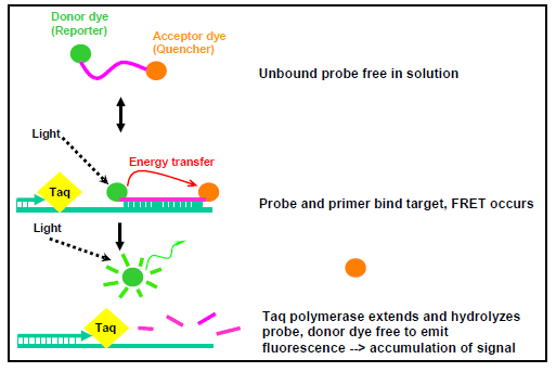 Probe Structure for the Molecular Laboratory Professional – Lablogatory
