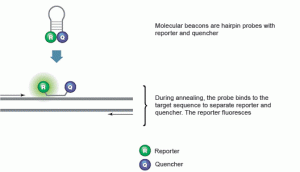 Probe Structure for the Molecular Laboratory Professional – Lablogatory