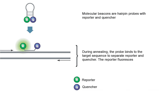 Probe Structure for the Molecular Laboratory Professional – Lablogatory