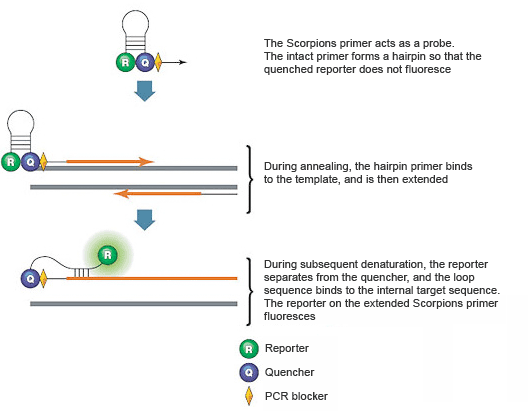 Probe Structure for the Molecular Laboratory Professional – Lablogatory