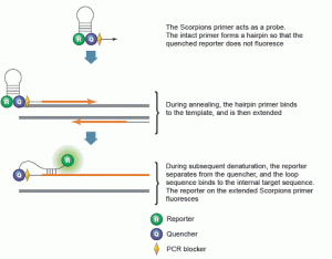 Probe Structure for the Molecular Laboratory Professional – Lablogatory