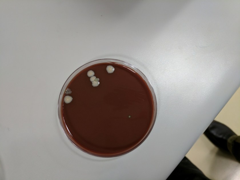 Microbiology Case Study: A 65 year Old Male with Decubitus Ulcer ...