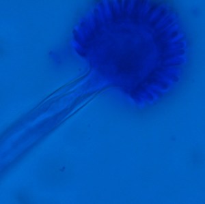 fungus – Lablogatory