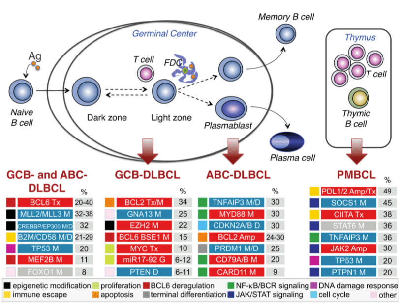Molecular Perspectives of Diffuse Large B-cell Lymphoma – Lablogatory
