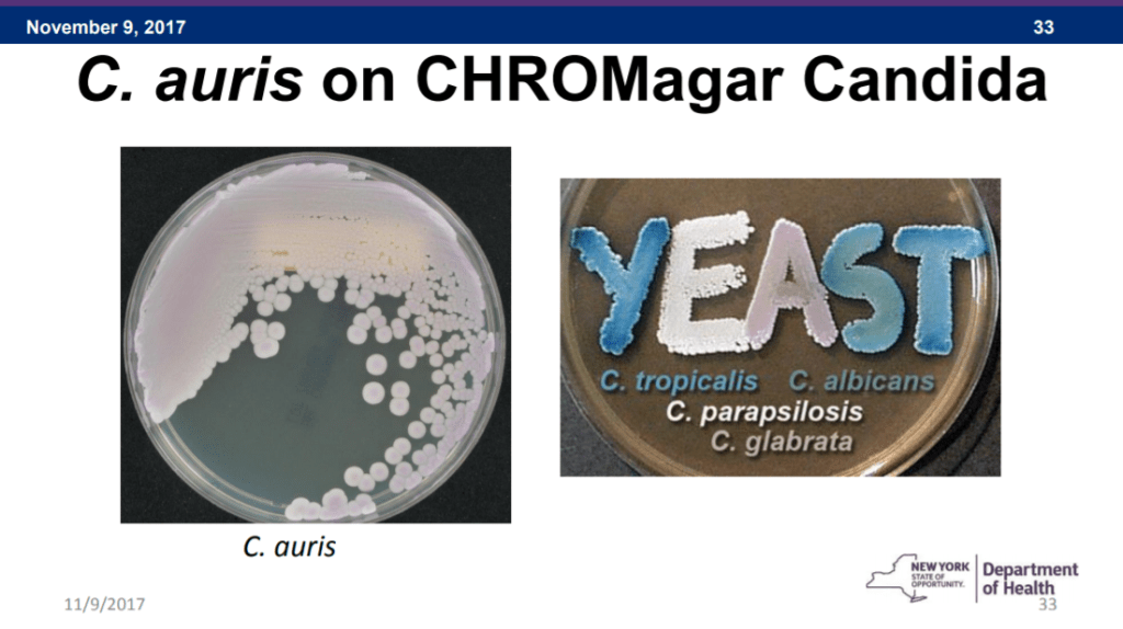 A Candida Comeback? – Lablogatory