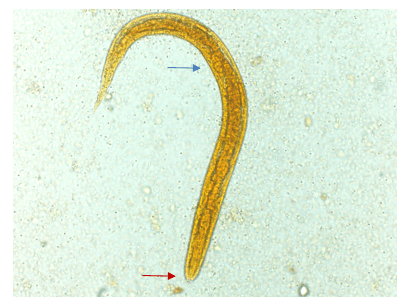 microbiology – Page 16 – Lablogatory