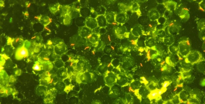 helico1 – Lablogatory