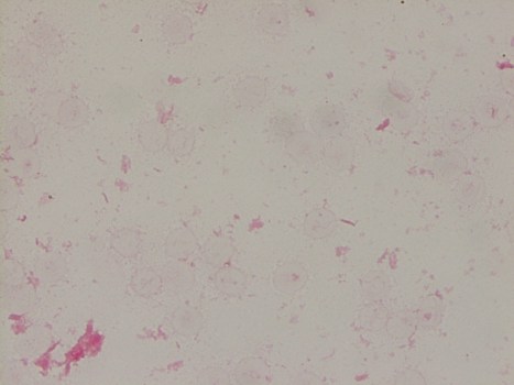 helico2 – Lablogatory