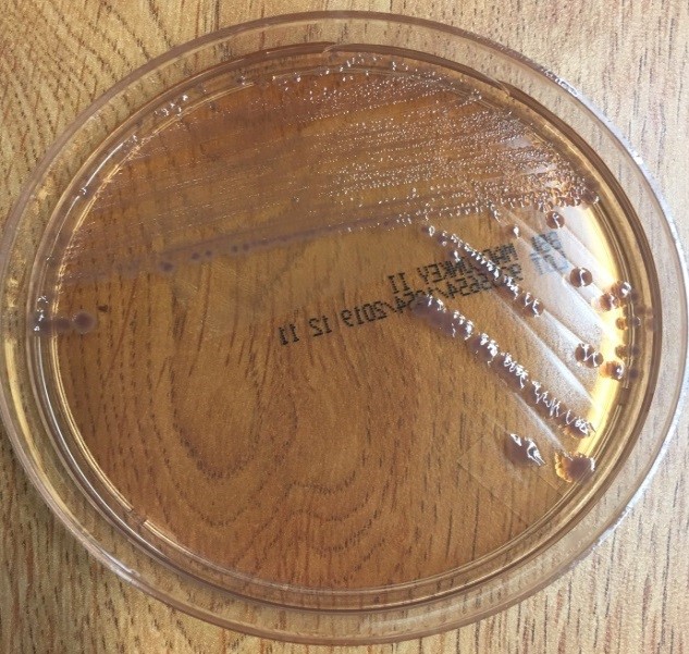 salent2 – Lablogatory