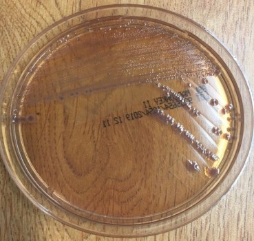 salent2 – Lablogatory