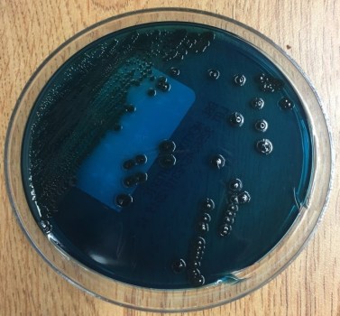 salent3 – Lablogatory