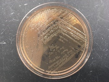 steno2 – Lablogatory