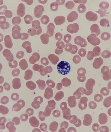 morphology – Lablogatory