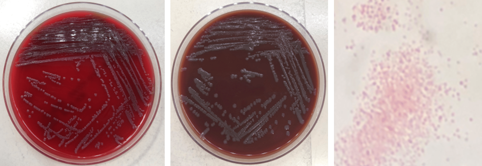 pastmult2 – Lablogatory