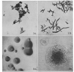 A Cording Too: “Cording” in Clinical Isolates of Mycobacterium ...