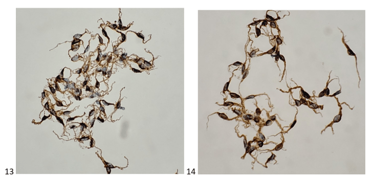 eyespy6 – Lablogatory