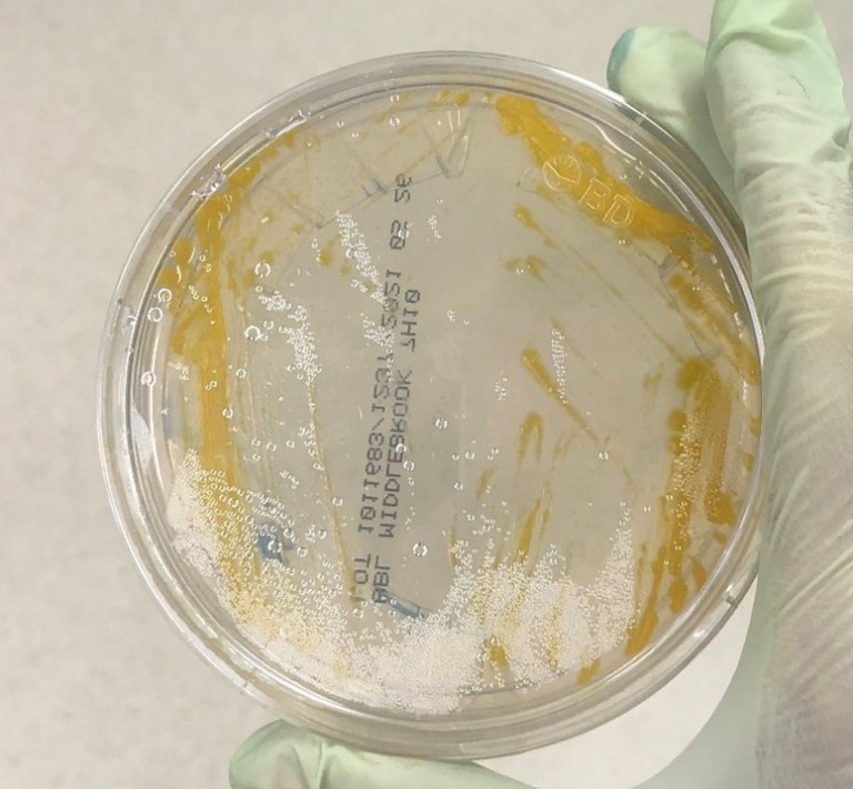 mycomar – Lablogatory