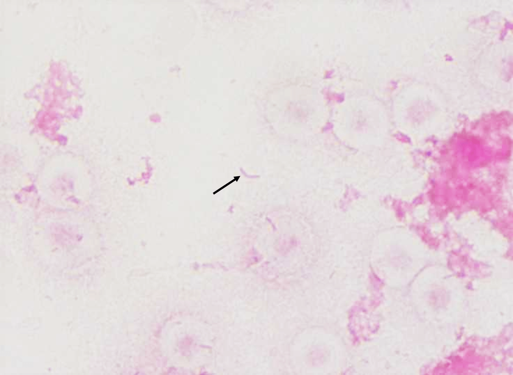 campy1 – Lablogatory