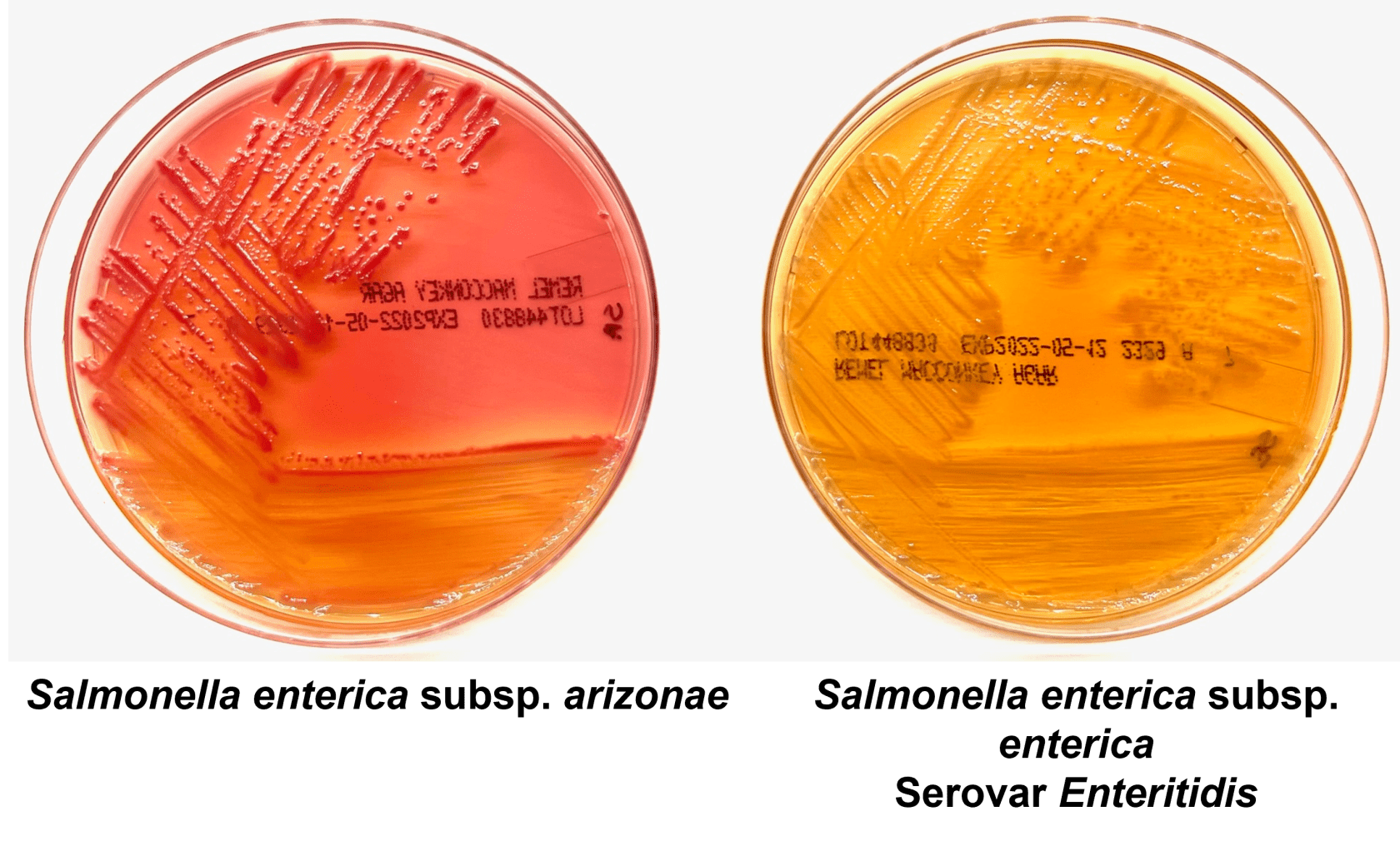 salent1 – Lablogatory