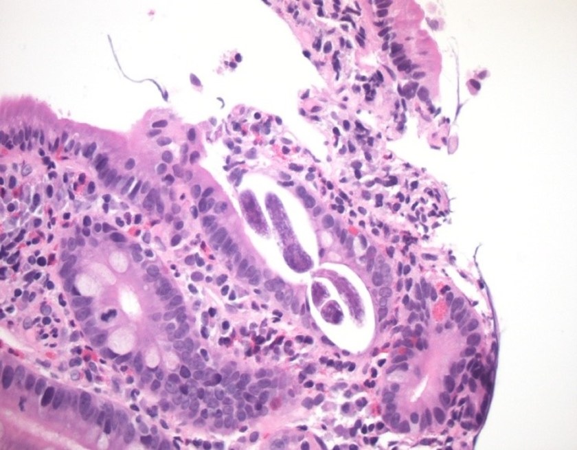 microbiology – Lablogatory