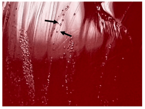 Lablogatory – A blog for medical laboratory professionals